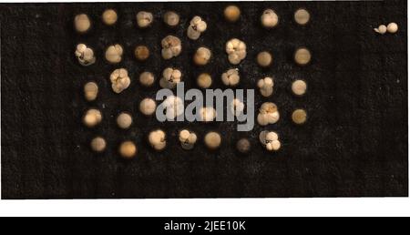 Pulleniatina obliquiloculata (Parker & Jones, 1865 Stock Photo - Alamy