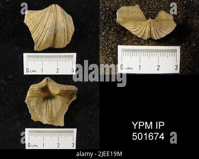 Neospirifer cameratus Morton Stock Photo - Alamy