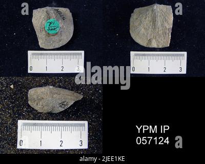 Orthostrophia strophomenoides (Hall Stock Photo - Alamy