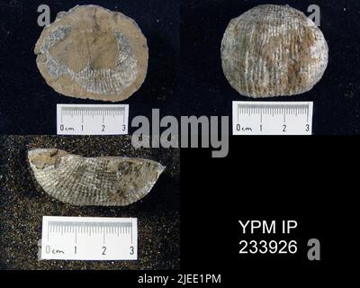 Dictyoclostus americanus Dunbar & Condra Stock Photo - Alamy