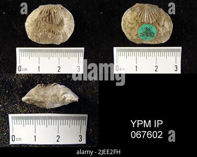 Orthostrophia strophomenoides (Hall Stock Photo - Alamy