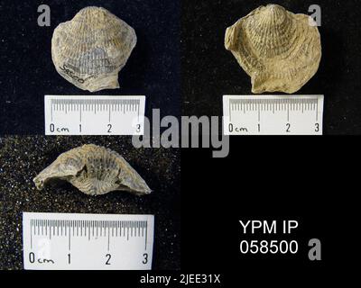 Atrypa aff. reticularis Linnaeus, 1767 Stock Photo - Alamy