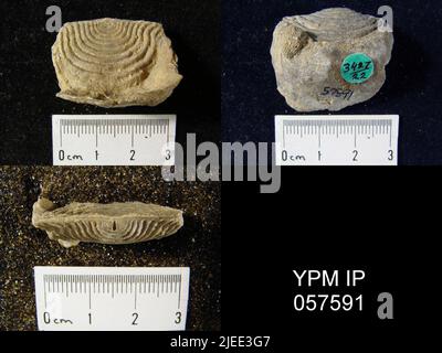 Leptaena rhomboidalis (Wilckens, 1769 Stock Photo - Alamy