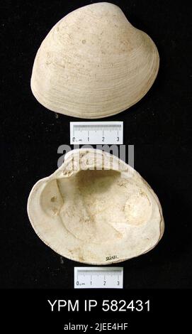 Northern Quahog (Mercenaria mercenaria) Mollusca Stock Photo - Alamy