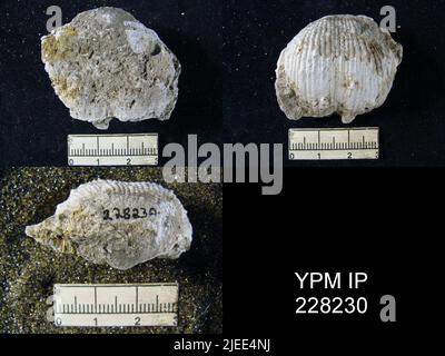 Dictyoclostus portlockianus Norwood & Pratten Stock Photo - Alamy