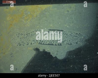 Triticites comptus Ross Stock Photo - Alamy