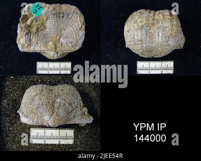 Dictyoclostus indicus (Waagen Stock Photo - Alamy