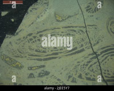 Triticites uddeni Dunbar & Skinner Stock Photo - Alamy