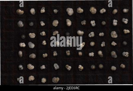 Globorotalia menardii (d'Orbigny, 1826 Stock Photo - Alamy