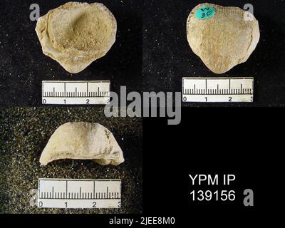 Productus (Linoproductus) lineatus Stock Photo - Alamy