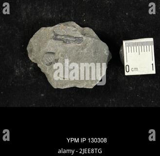 Eldredgeops rana (Green Stock Photo - Alamy