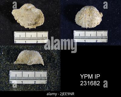 Juresania nebrascensis (Owen Stock Photo - Alamy