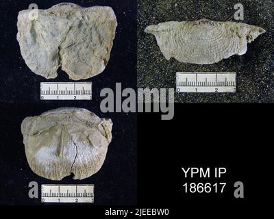 Dictyoclostus americanus Dunbar & Condra Stock Photo - Alamy