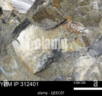 Sphenodiscus lenticularis (Owen Stock Photo - Alamy