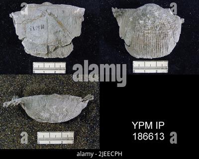 Dictyoclostus americanus Dunbar & Condra Stock Photo - Alamy