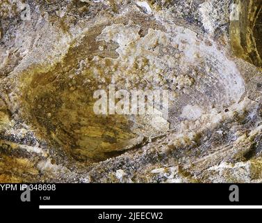 Limopsis striatopunctatus Evans & Schumard Stock Photo - Alamy