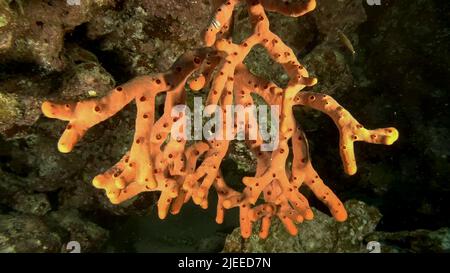 Finger-sponge in the cave. Red toxic finger-sponge (Negombata magnifica ...
