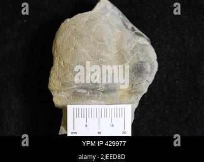 Dipleura dekayi Green Stock Photo - Alamy