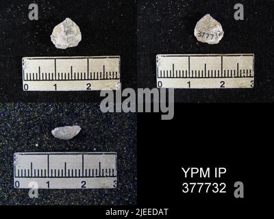 Aulosteges trigonalis King Stock Photo - Alamy