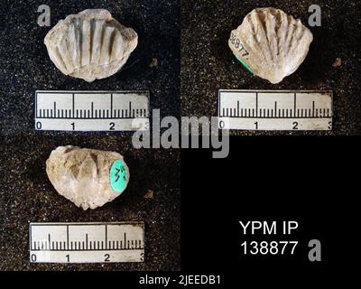 Camerophoria purdoni (Davidson Stock Photo - Alamy