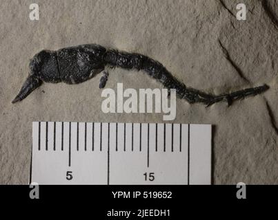 Castericystis vali Ubaghs & Robison, 1985 Stock Photo - Alamy