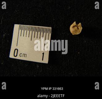 Stephanocrinus gemmiformis Hall, 1852 Stock Photo - Alamy