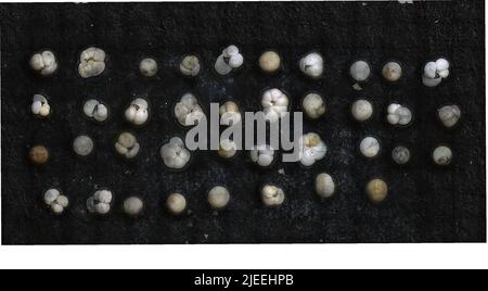 Orbulina universa d'Orbigny, 1839 Stock Photo - Alamy