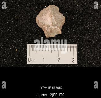 Atrypa marginalis (Dalman, 1827 Stock Photo - Alamy