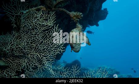 Bivalve mollusc Winged Oysters (Pteria aegyptiaca) on Soft coral Giant ...