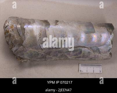 Baculites compressus Say Stock Photo - Alamy