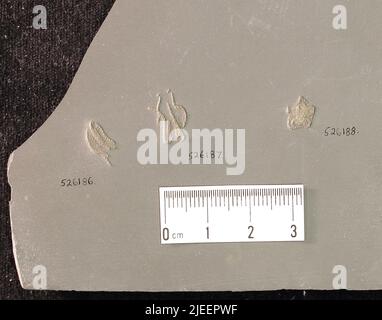 Furcaster palaeozoicus Sturtz Stock Photo - Alamy