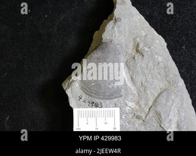 Dipleura dekayi Green Stock Photo - Alamy