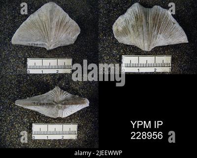 Neospirifer kansasensis Swallow Stock Photo - Alamy