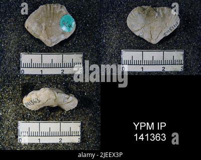 Camerophoria purdoni (Davidson Stock Photo - Alamy