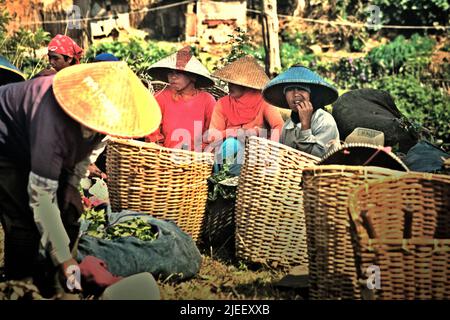 Women tea pickers resting after work at Sedep tea plantation in ...