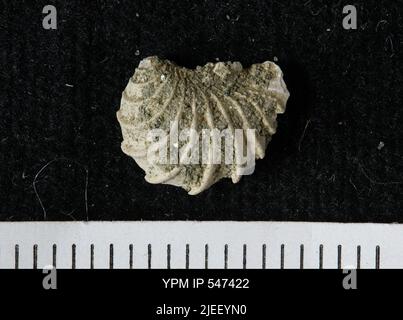Pterotrigonia (Scabrotrigonia) thoracica Morton, 1834 Stock Photo - Alamy