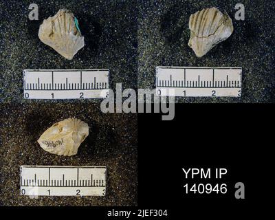 Camerophoria purdoni (Davidson Stock Photo - Alamy