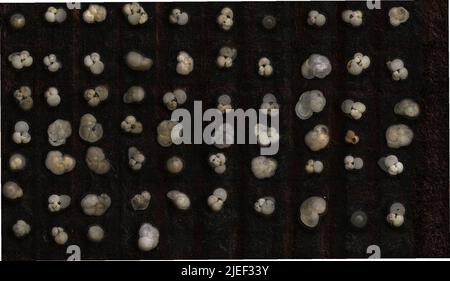 Orbulina universa d'Orbigny, 1839 Stock Photo - Alamy