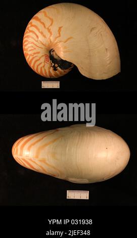Nautilus pompilius Linnaeus Stock Photo - Alamy