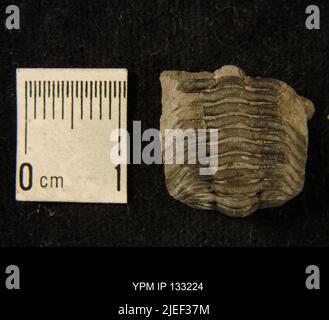 Phacops rana (Green Stock Photo - Alamy