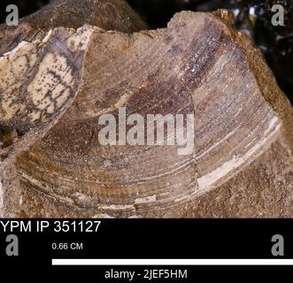 Limopsis striatopunctatus Evans & Schumard Stock Photo - Alamy