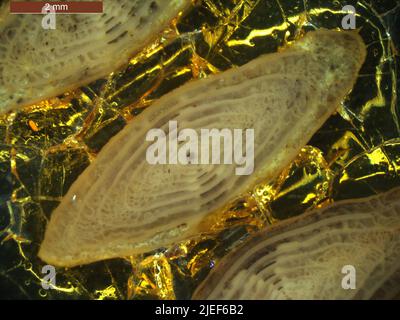 Triticites ventricosus (Meek & Hayden Stock Photo - Alamy