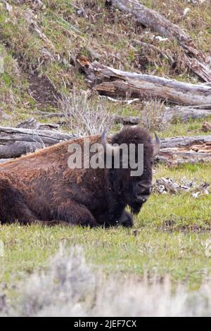 Bison bull in the Lamar Valley, Yellowstone National Park, Wyoming ...