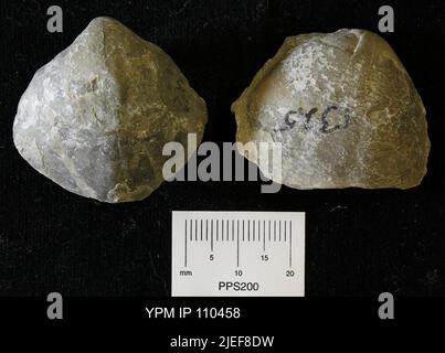 Pentamerus oblongus (Sowerby Stock Photo - Alamy