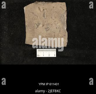 Ceraurus cf. pleurexanthemus Green, 1832 Stock Photo - Alamy