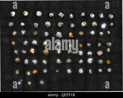 Globorotalia hirsuta (d'Orbigny, 1839 Stock Photo - Alamy