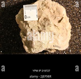 Chonetina flemingi var. plebeia Dunbar & Condra Stock Photo - Alamy