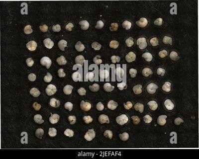 Globorotalia hirsuta (d'Orbigny, 1839 Stock Photo - Alamy