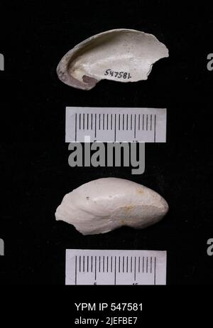 Modiola modiolus (Linnaeus, 1758 Stock Photo - Alamy