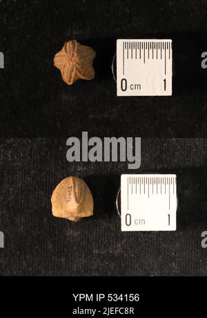 Pentremites conoideus Hall, 1856 Stock Photo - Alamy